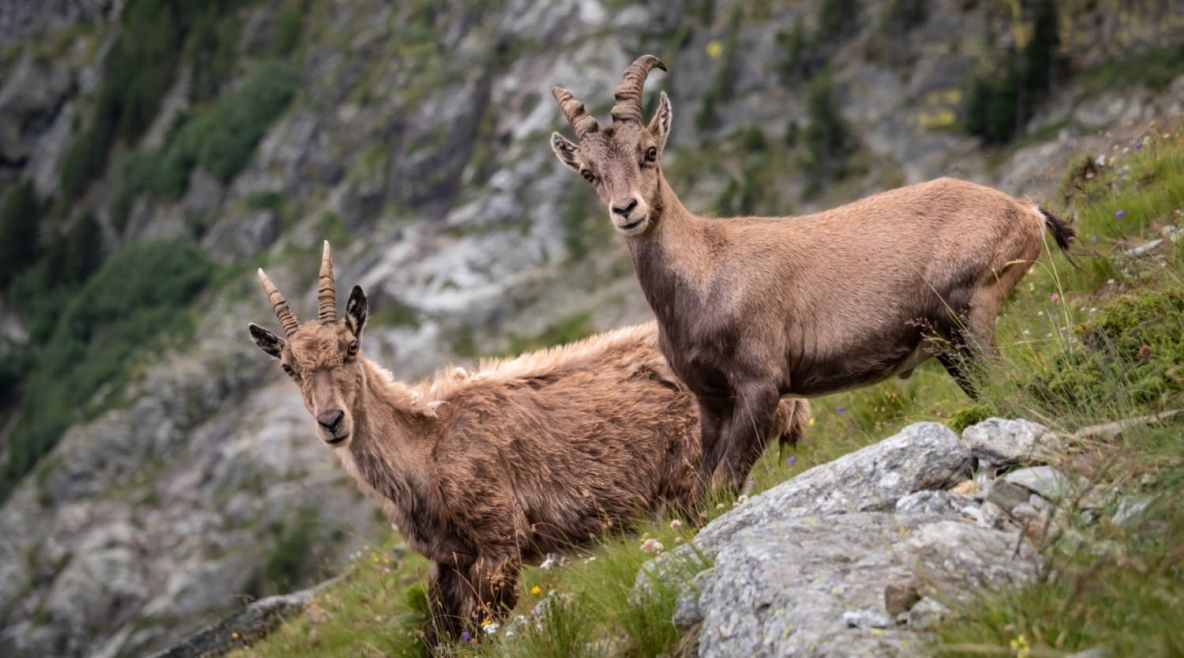 Ossservazione della fauna selvatica nelle Dolomiti