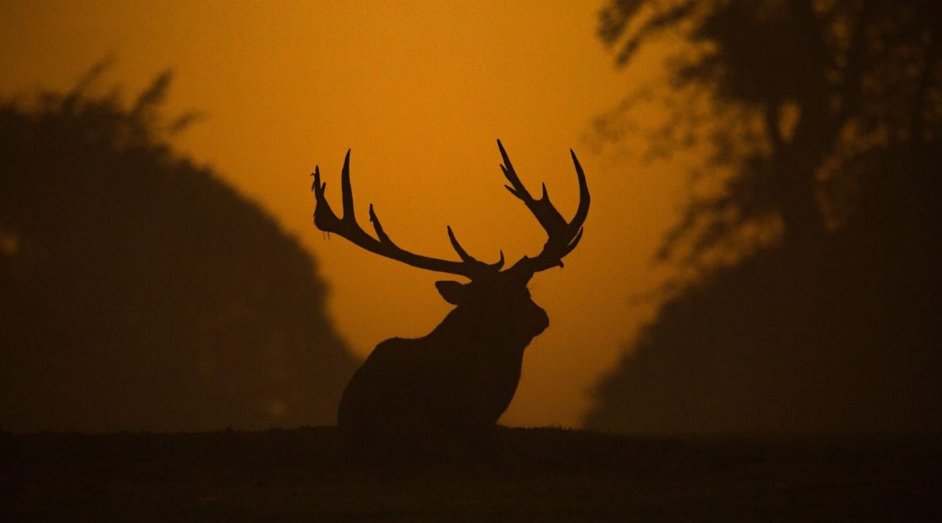 Wildlife viewing in the Dolomites - Sass Dlacia
